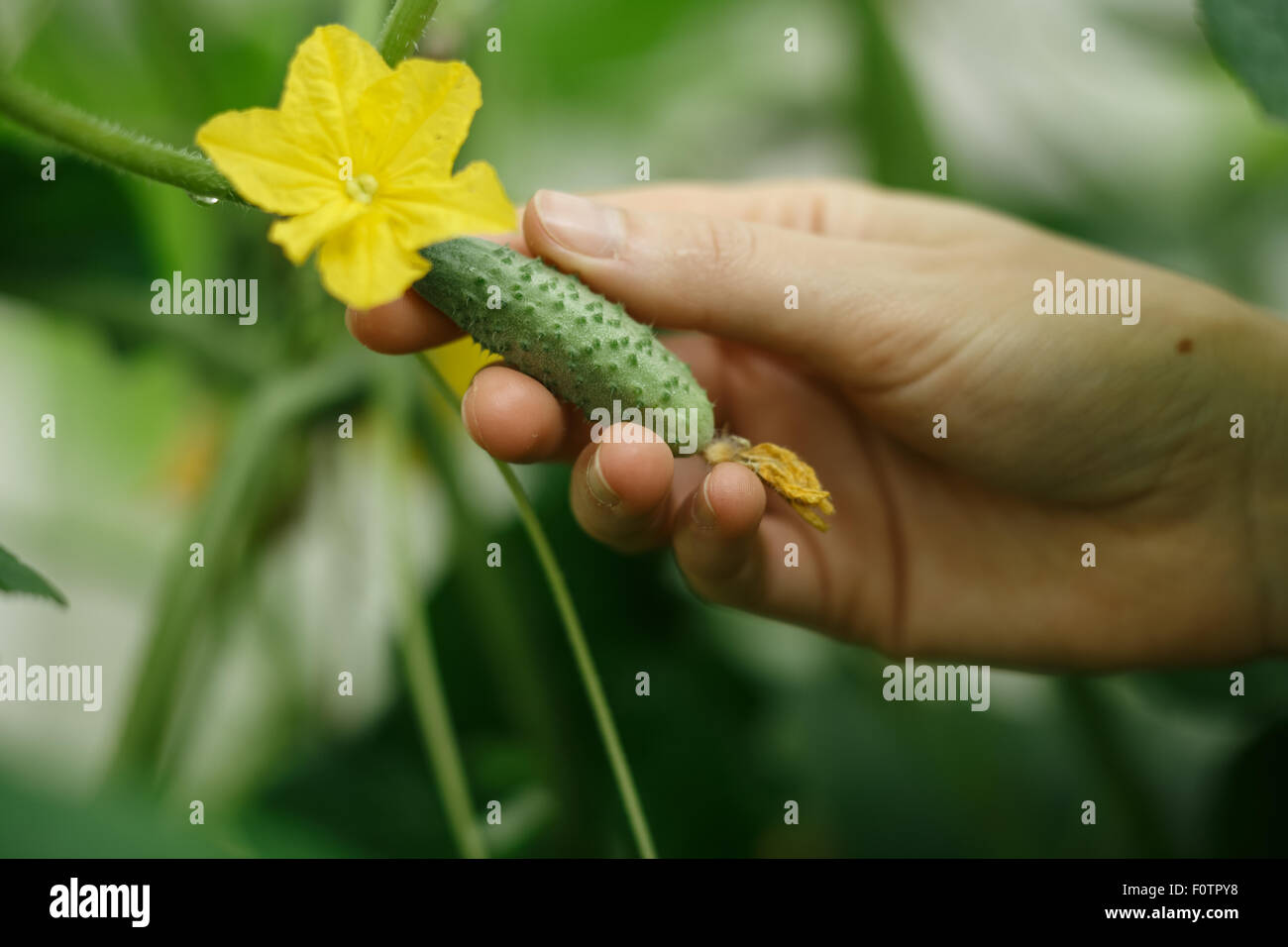 Female hands holding tiny cucumber. Locavore, clean eating,organic ...