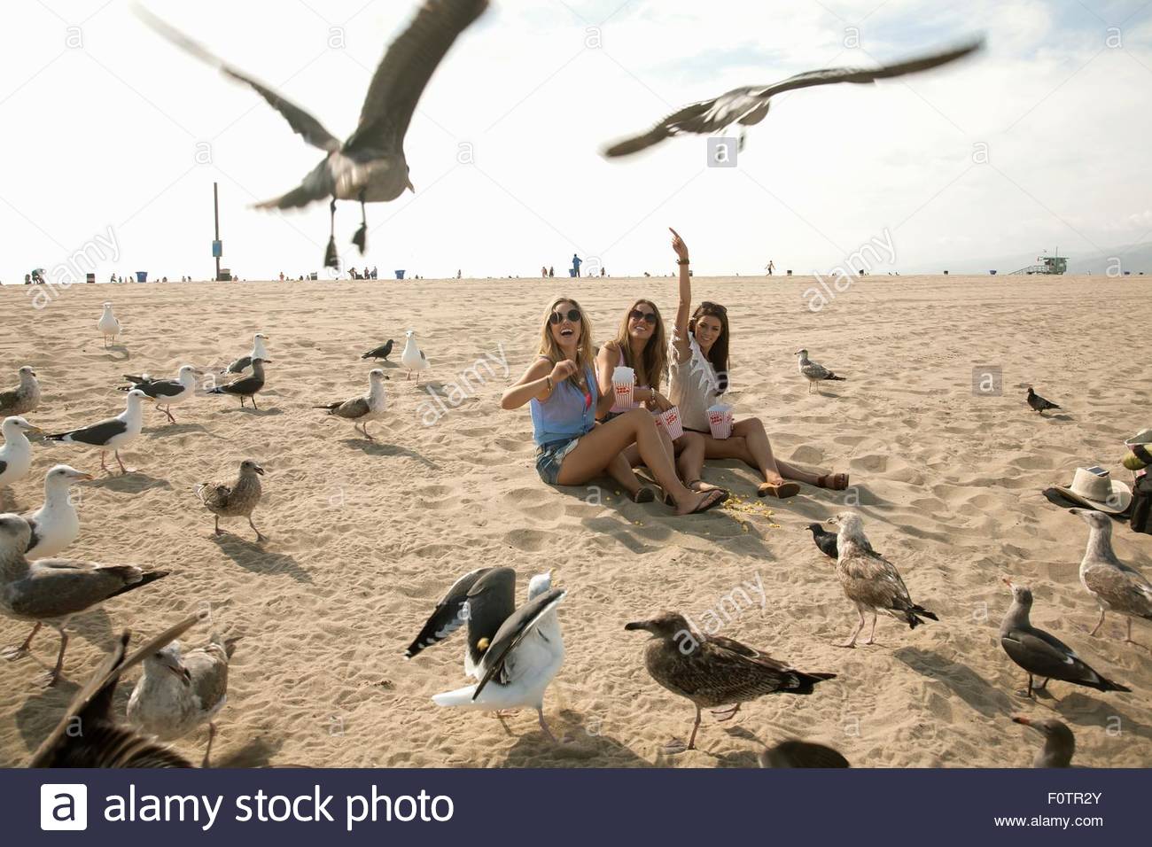 Seagulls Beach Stock Photos & Seagulls Beach Stock Images - Alamy
