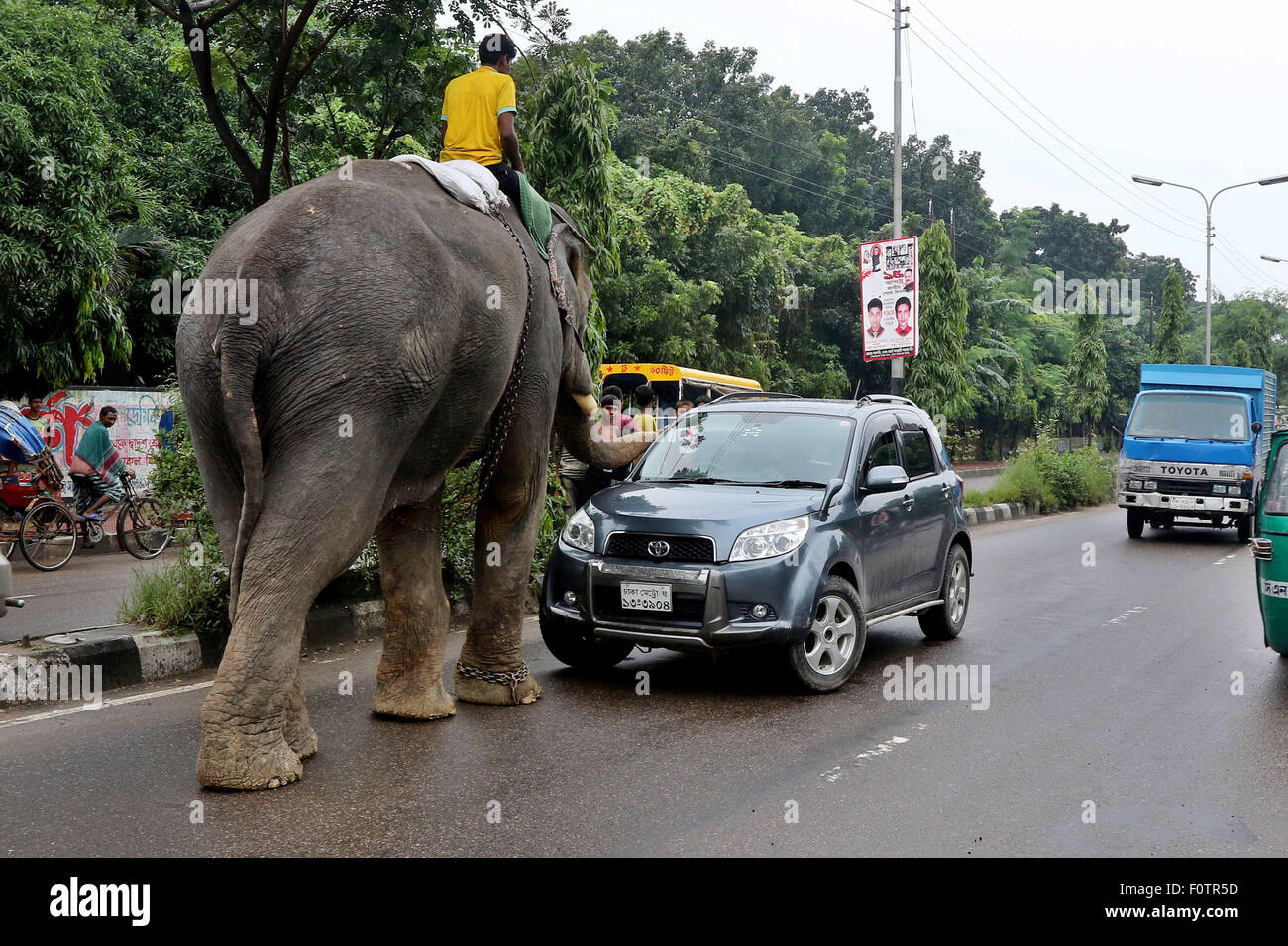 Dhaka 21 August 2015. An elephant tries to collect money from cars ...