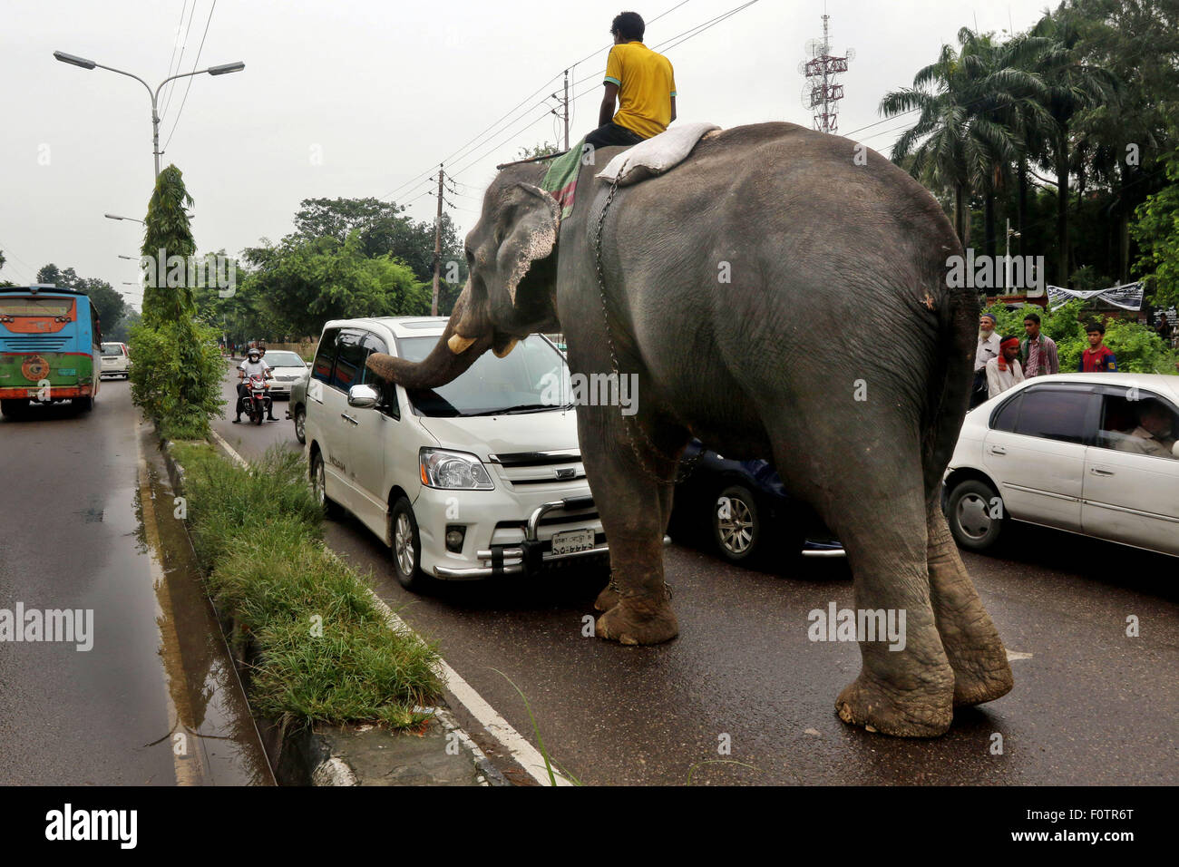 Dhaka 21 August 2015. An elephant tries to collect money from cars ...