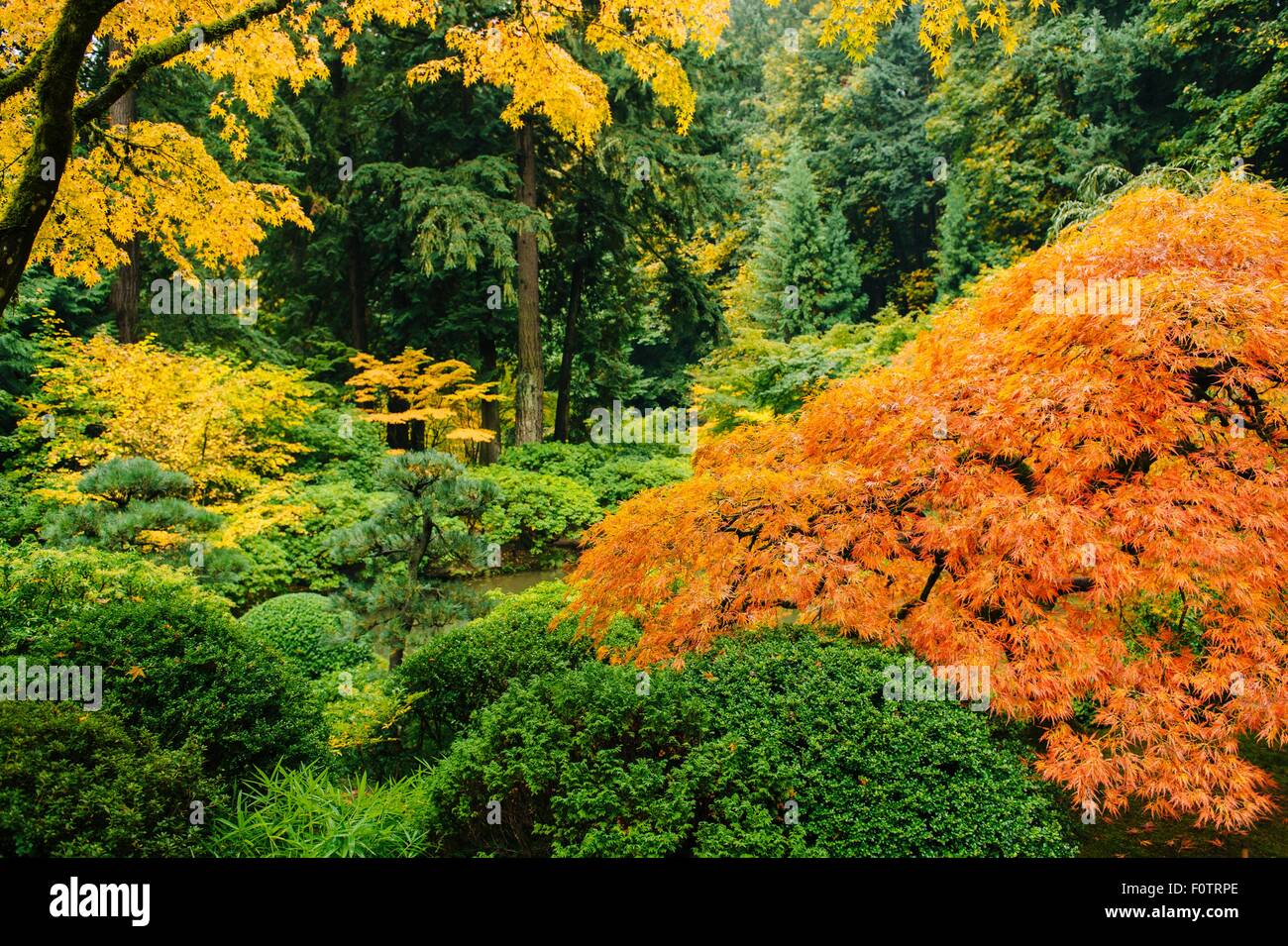 Japanese garden in autumn with Japanese maple amongst various bushes ...