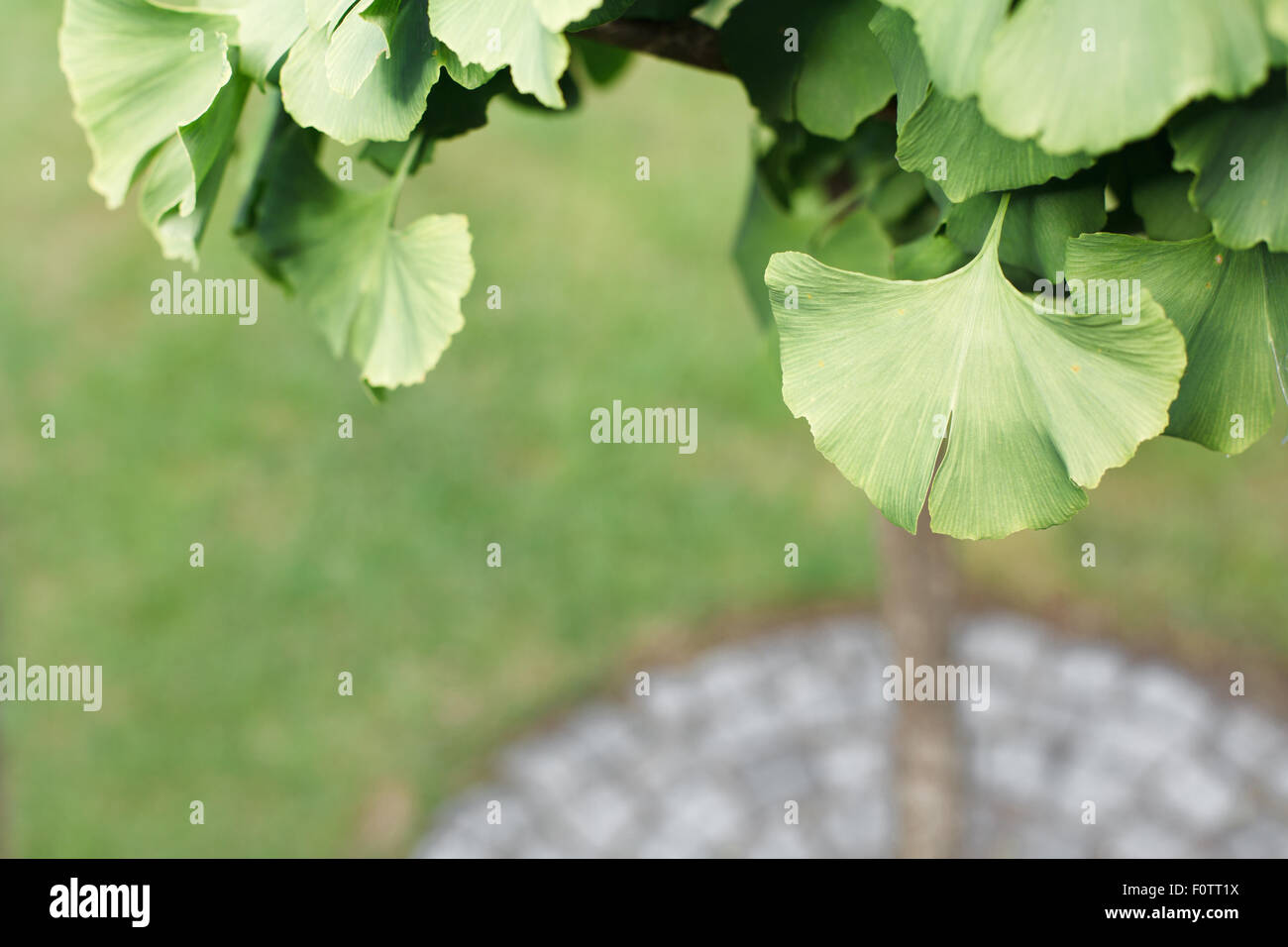 Maidenhair grass hi-res stock photography and images - Alamy