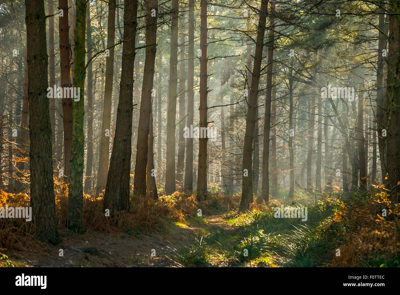 Royal Forest of Dean, Gloucestershire, England, UK Stock Photo - Alamy