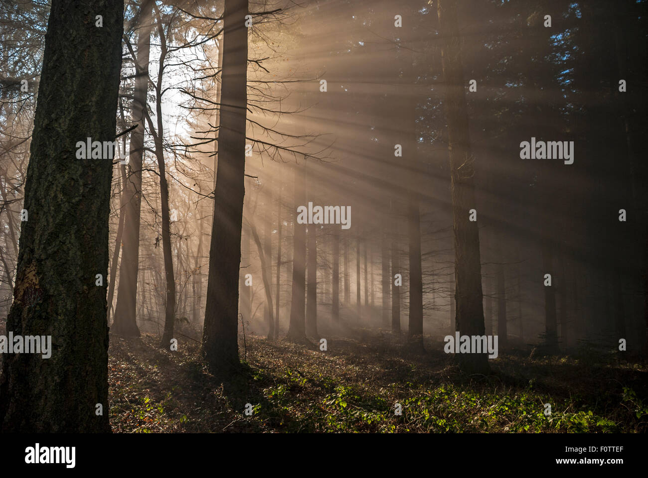 Royal forest of dean hi-res stock photography and images - Alamy