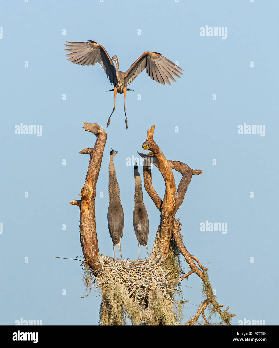 Herons nesting river hi-res stock photography and images - Alamy