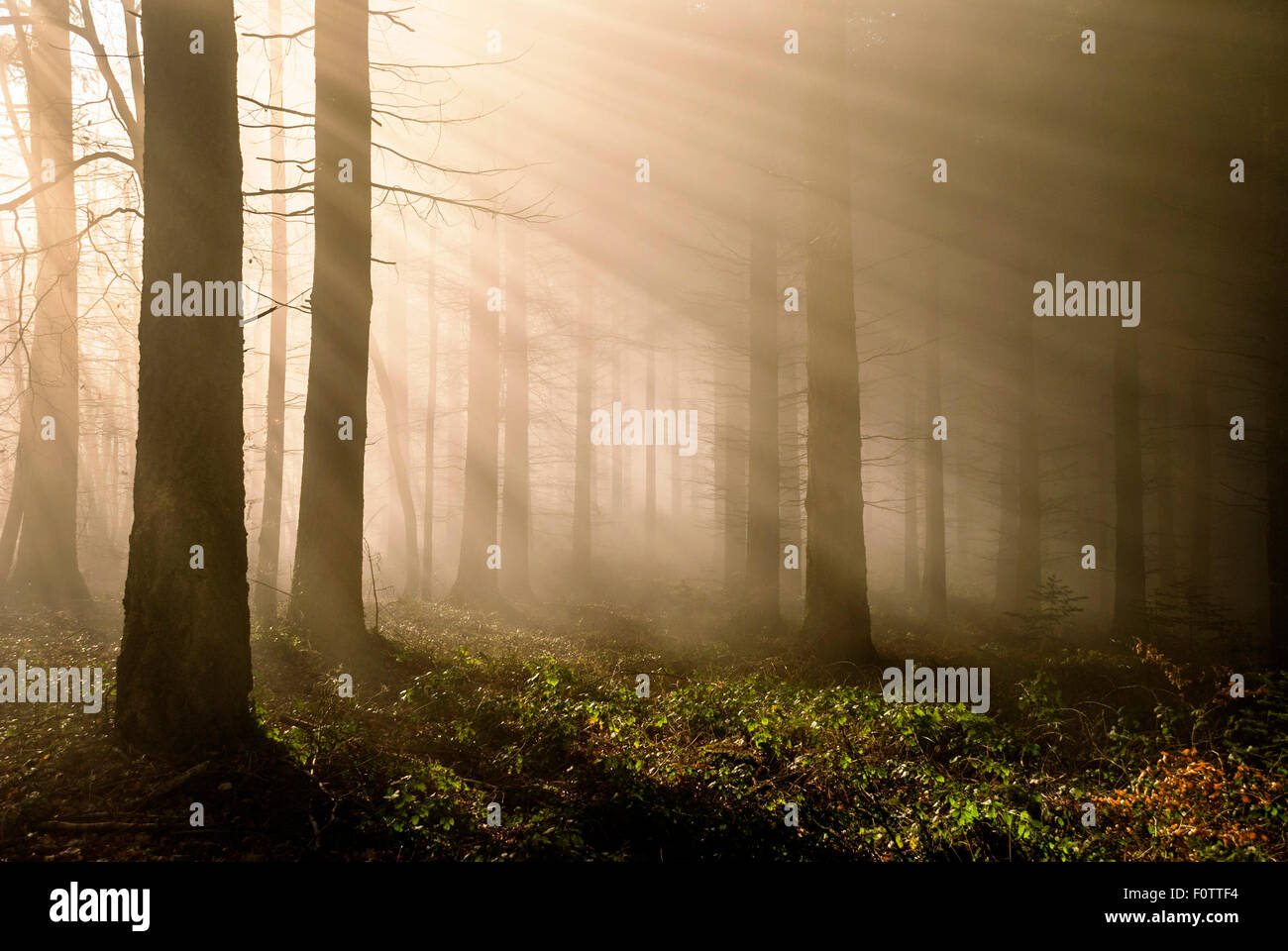 Royal Forest of Dean, Gloucestershire, England, UK Stock Photo - Alamy