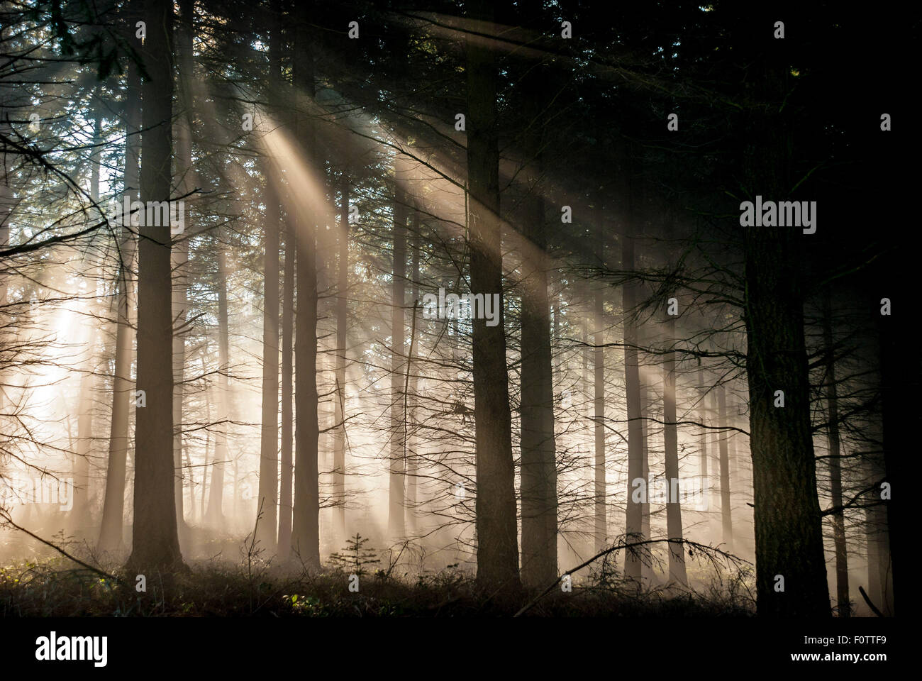 Royal Forest of Dean, Gloucestershire, England, UK Stock Photo - Alamy