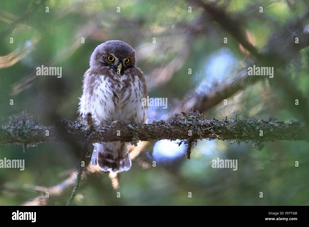 Eurasian Pygmy Owl Glaucidium passerinum passerinum Stock Photo - Alamy