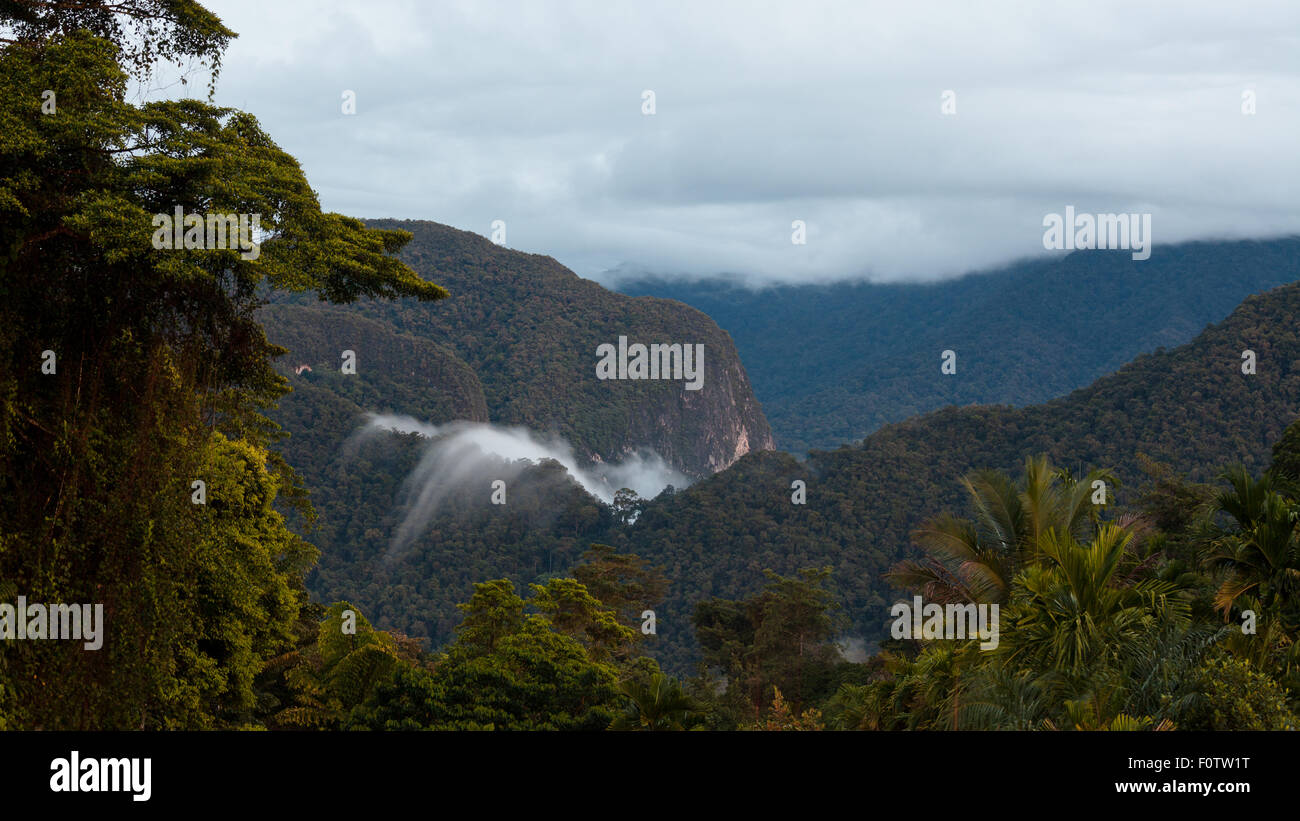 Exotic rainforest landscape Stock Photo - Alamy