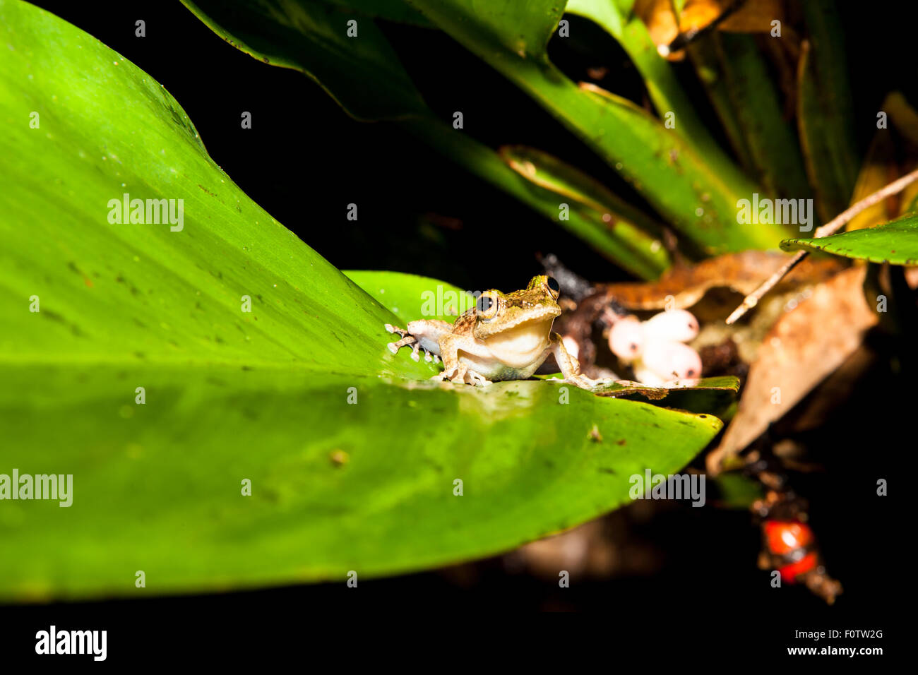 Big frog in forest close hi-res stock photography and images - Alamy