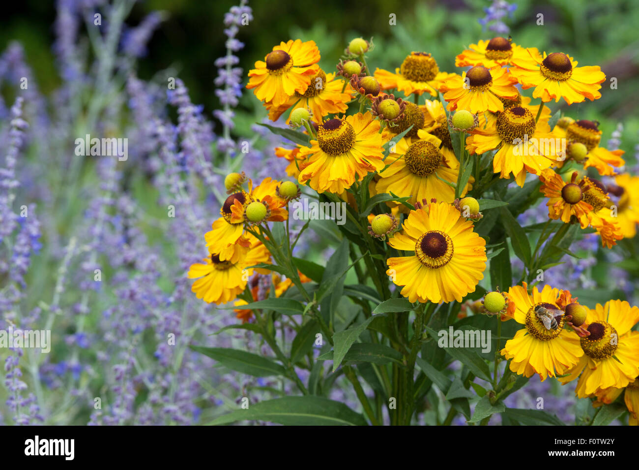 Helenium autumnale sneezeweed hi-res stock photography and images - Alamy