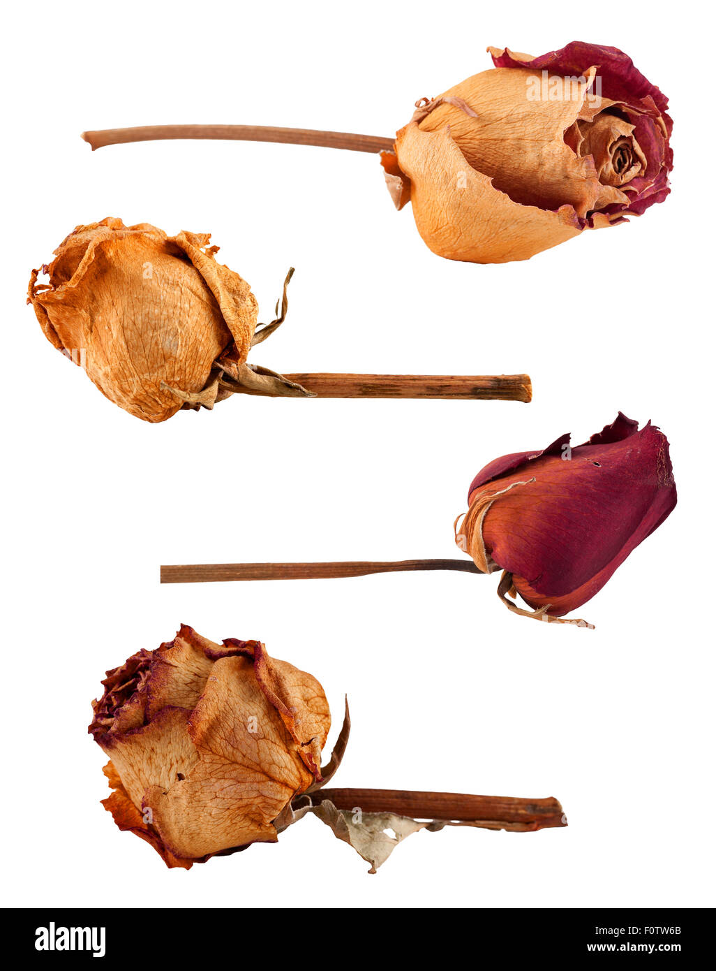 Set of different dried roses isolated on white Stock Photo - Alamy