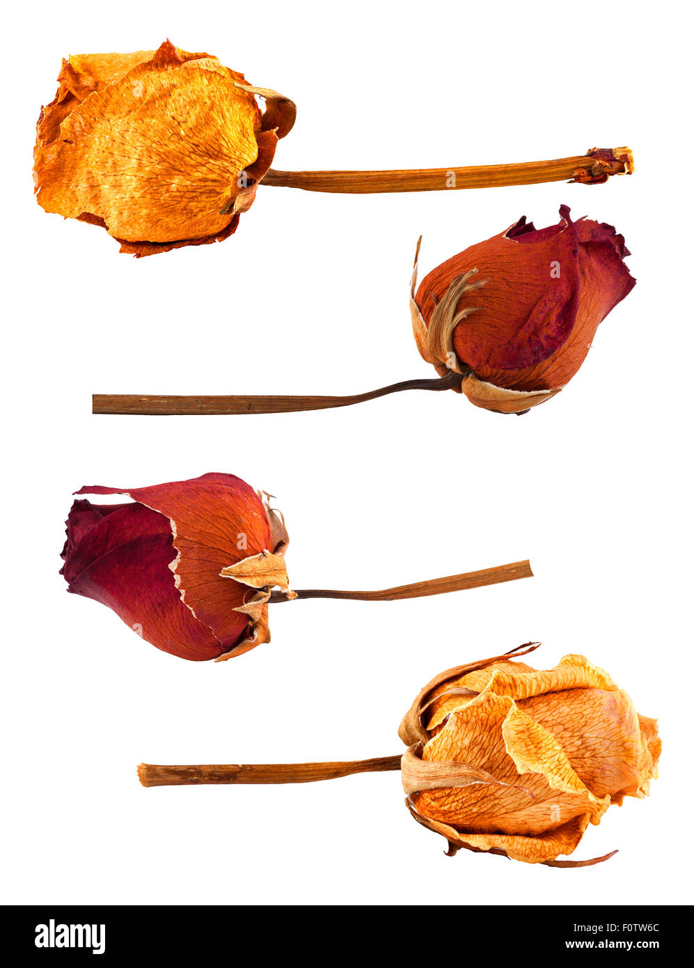Set of different dried roses isolated on white Stock Photo - Alamy