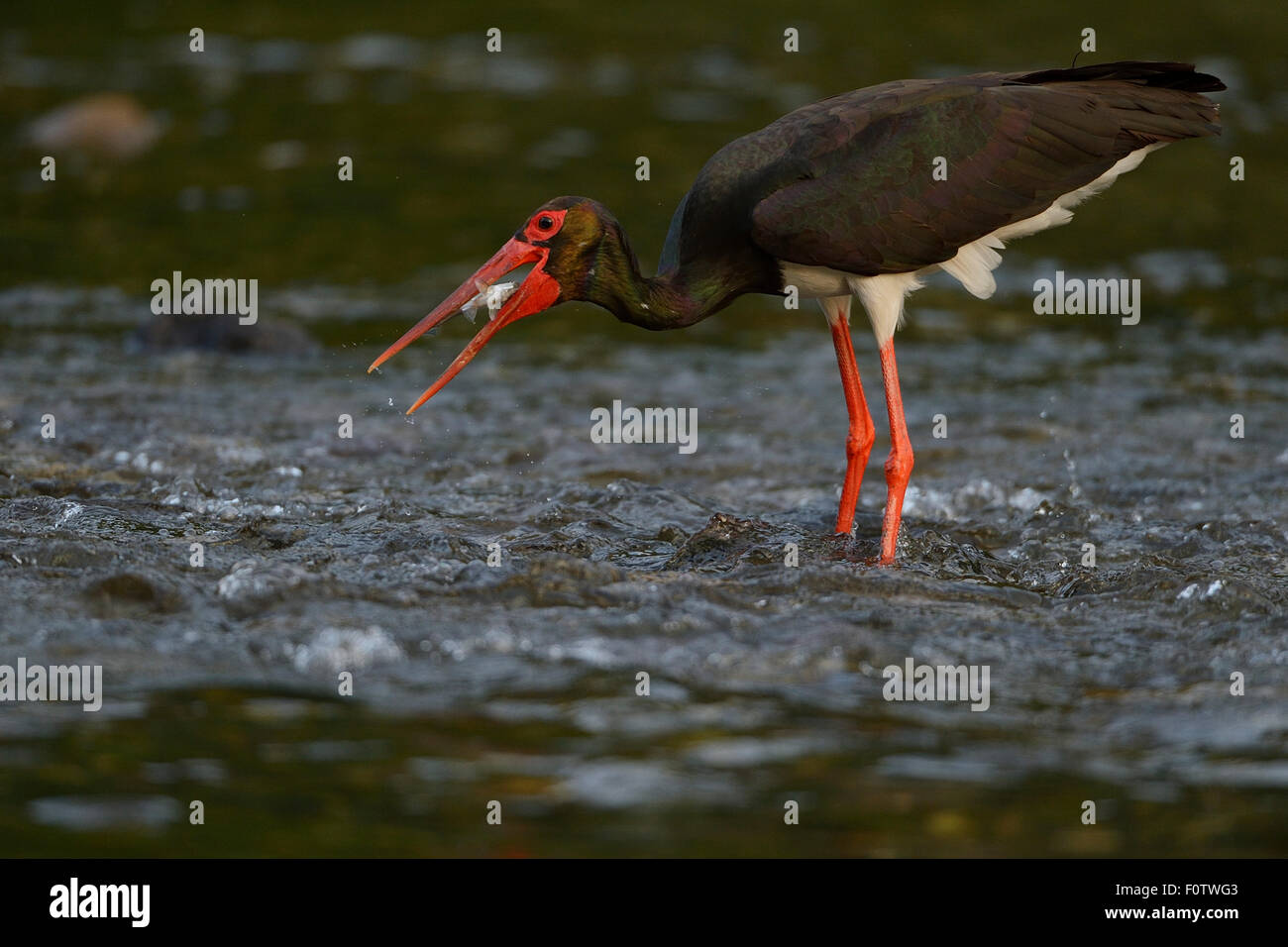 Black stork (Ciconia nigra) feeding, Arda river valley, Madzharovo ...