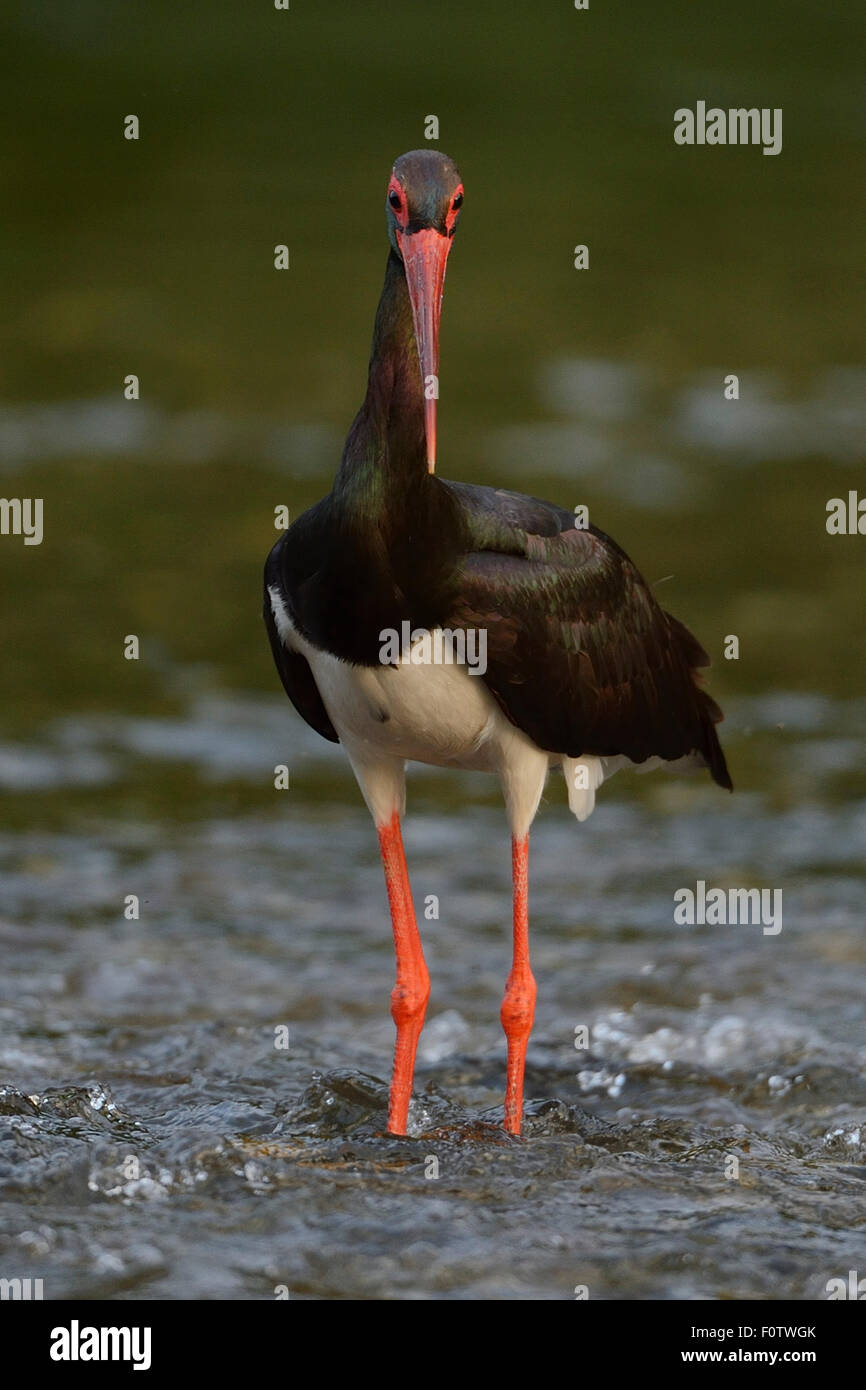 Black stork (Ciconia nigra) Arda river valley, Madzharovo, Eastern ...