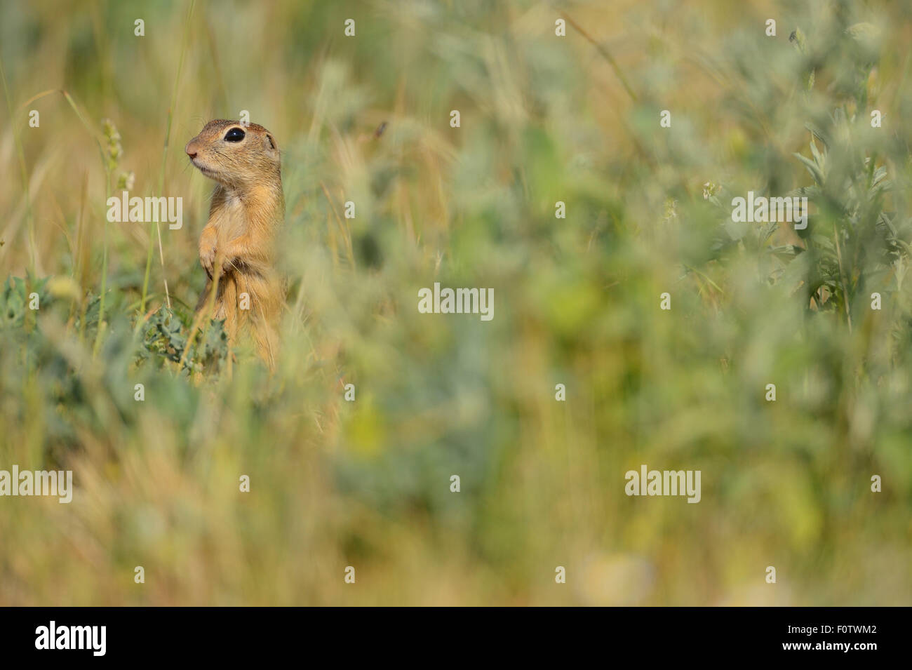 European ground squirrel (Spermophilus citellus) standing in grass ...
