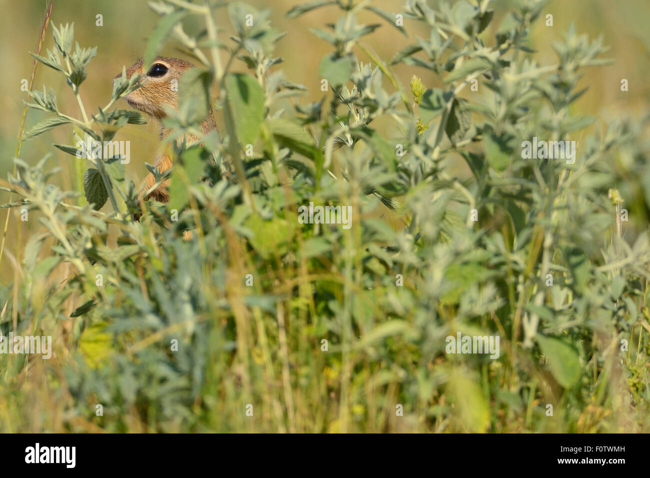 European ground squirrel (Spermophilus citellus) standing in grass ...