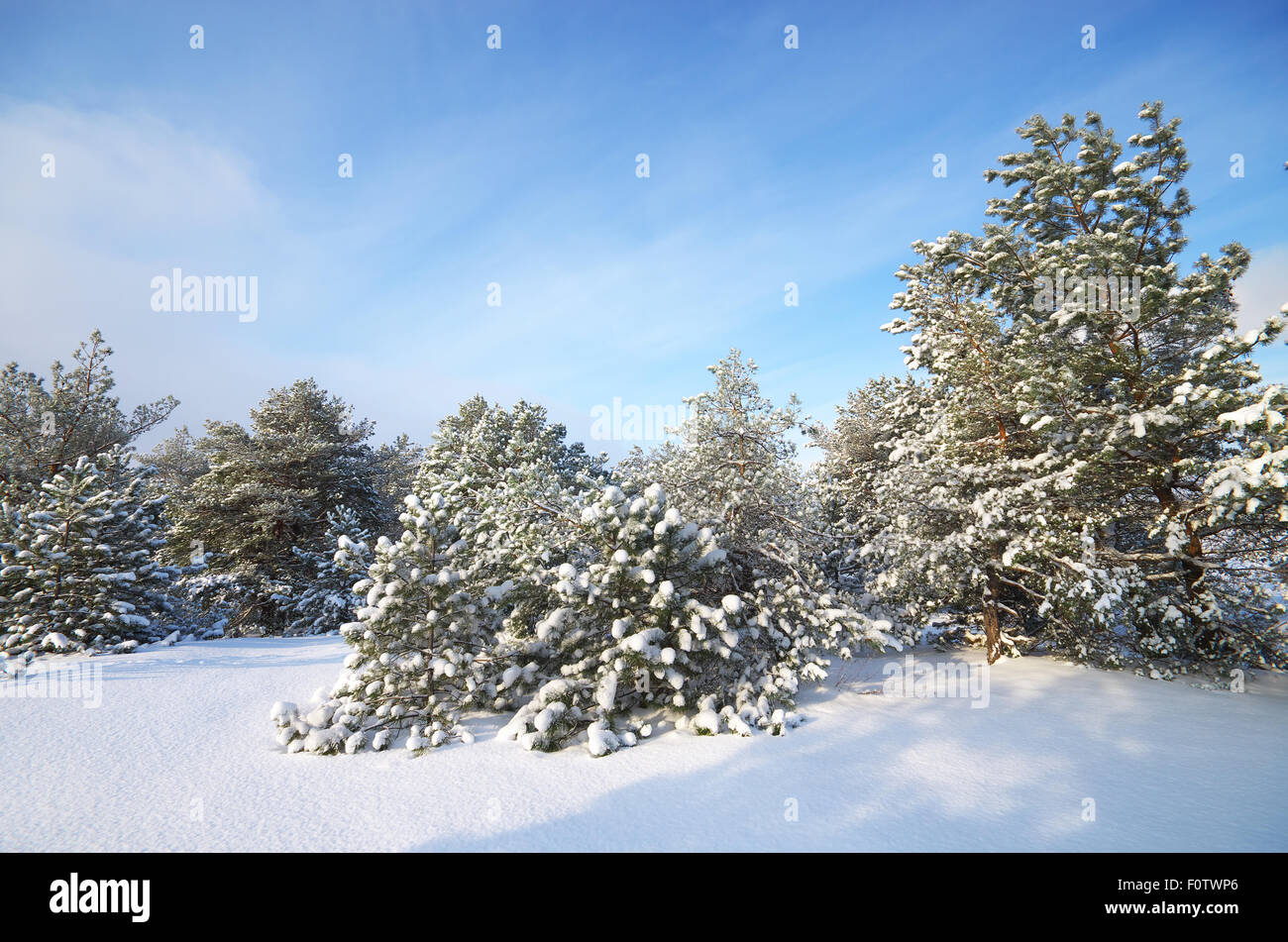 Winter сomposition of nature. winter forest Stock Photo - Alamy