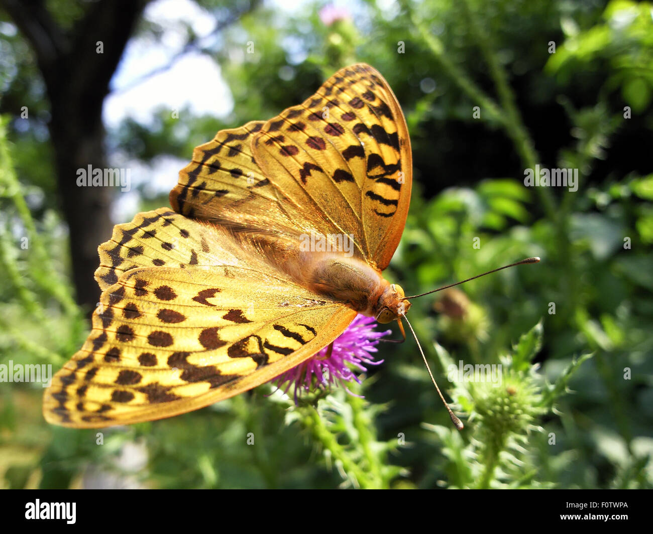 Orange butterfly hi-res stock photography and images - Alamy