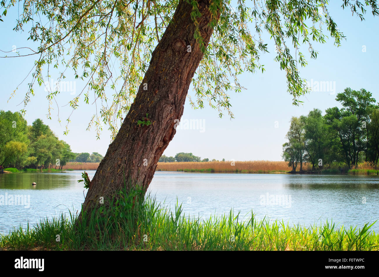 Tree river hi-res stock photography and images - Alamy