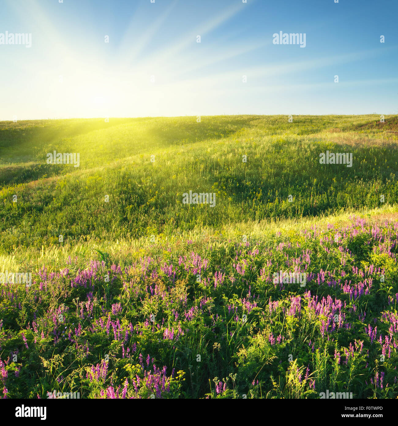 Spring morning meadow Stock Photo - Alamy