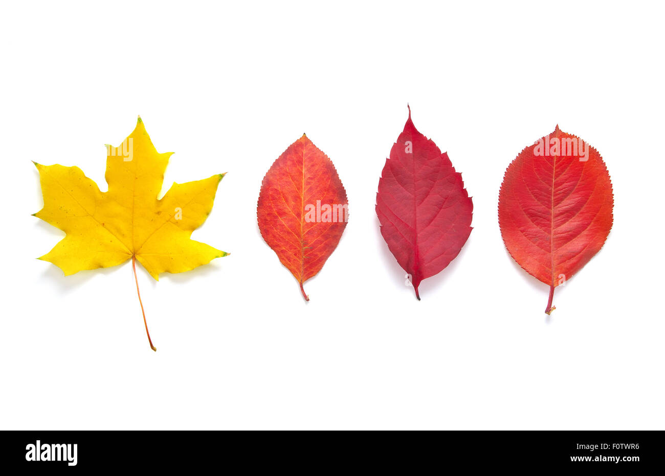 White fall birch trees autumn Cut Out Stock Images & Pictures - Alamy