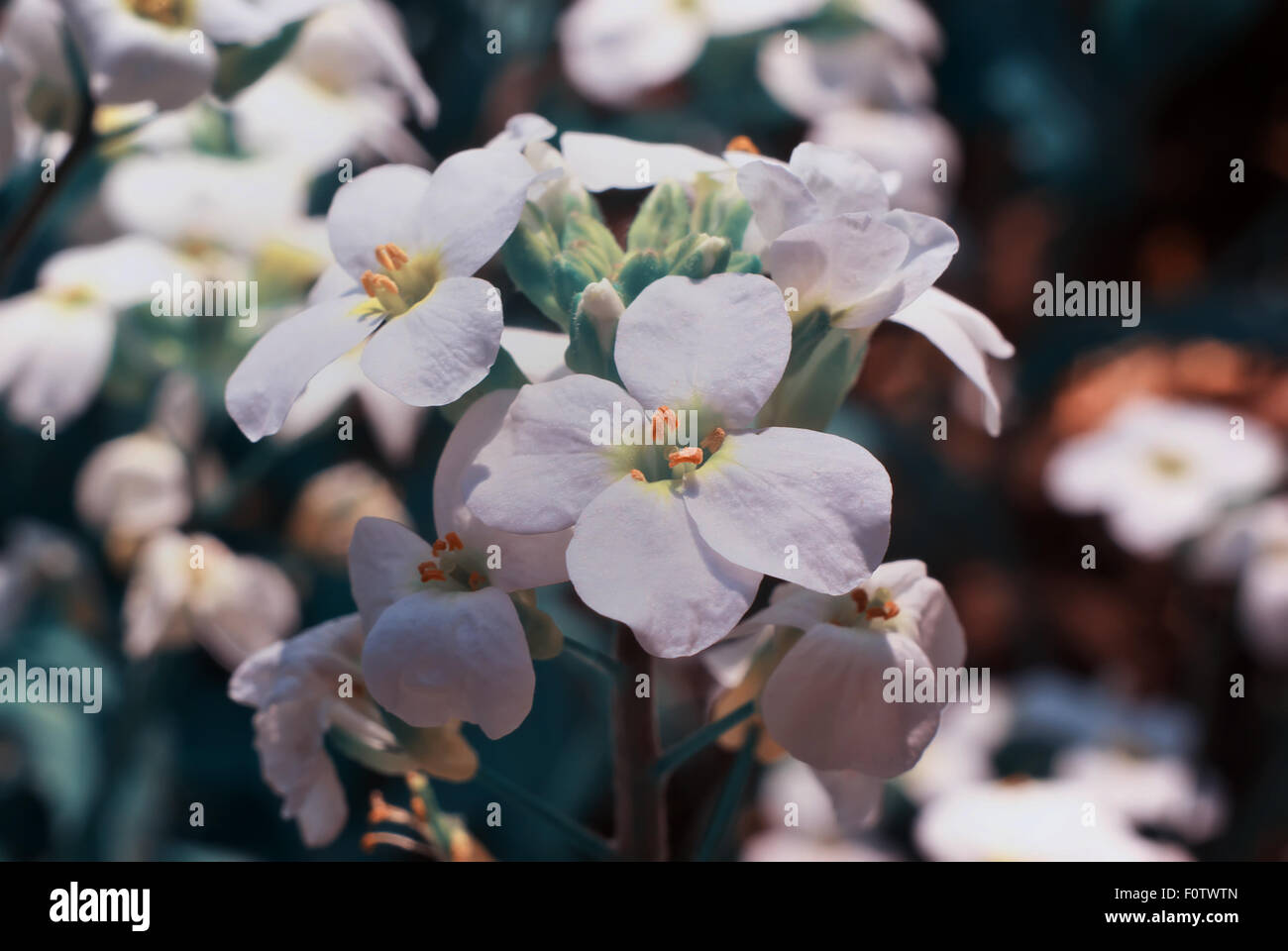 White flowering arabis. Flowers in the garden Stock Photo - Alamy