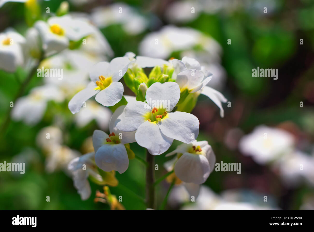 White flowering arabis. Flowers in the garden Stock Photo - Alamy