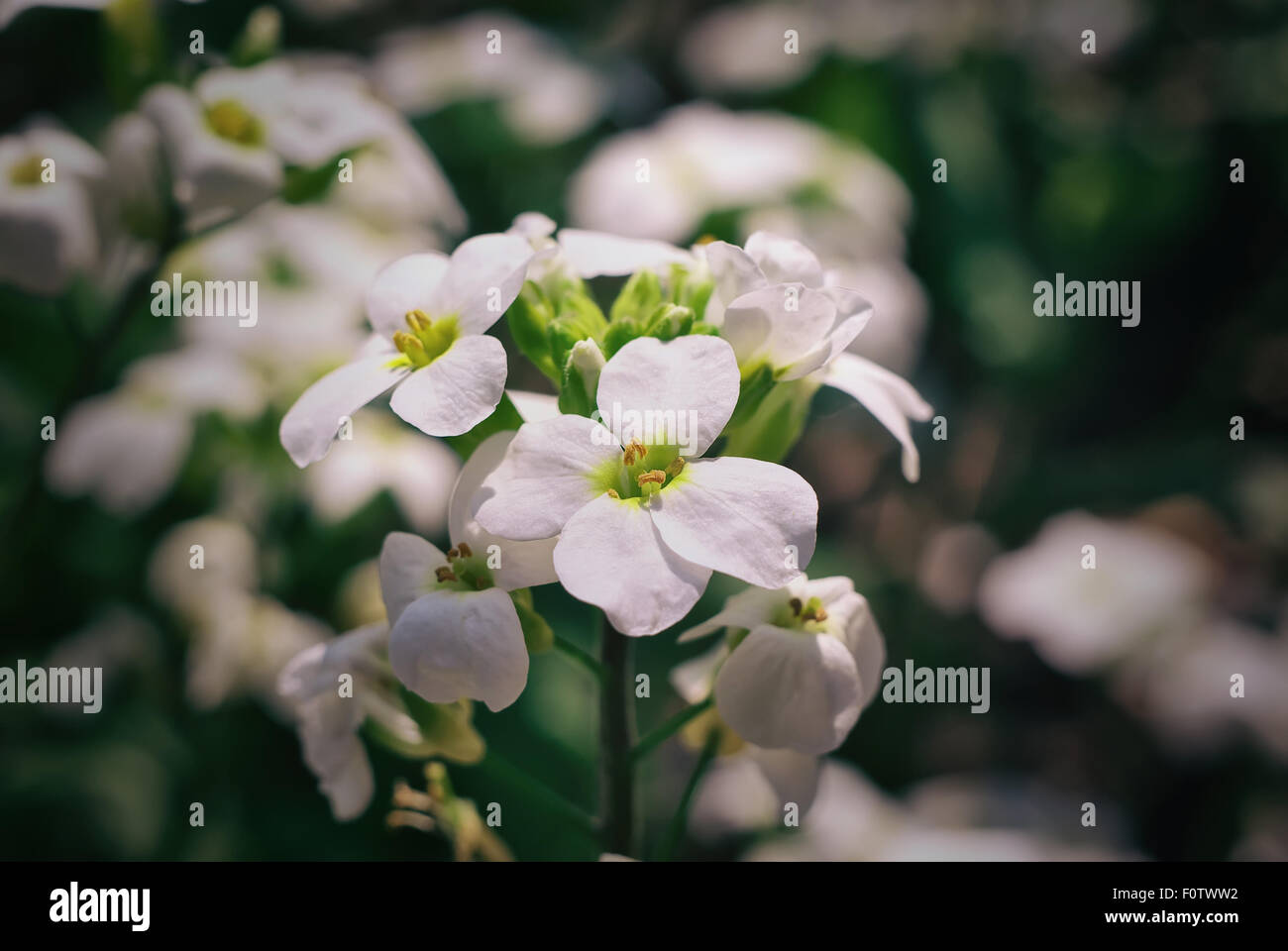 White flowering arabis. Flowers in the garden Stock Photo - Alamy