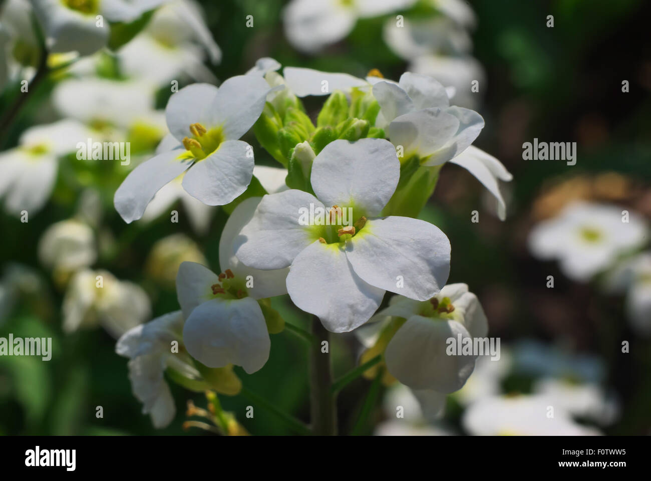 White flowering arabis. Flowers in the garden Stock Photo - Alamy