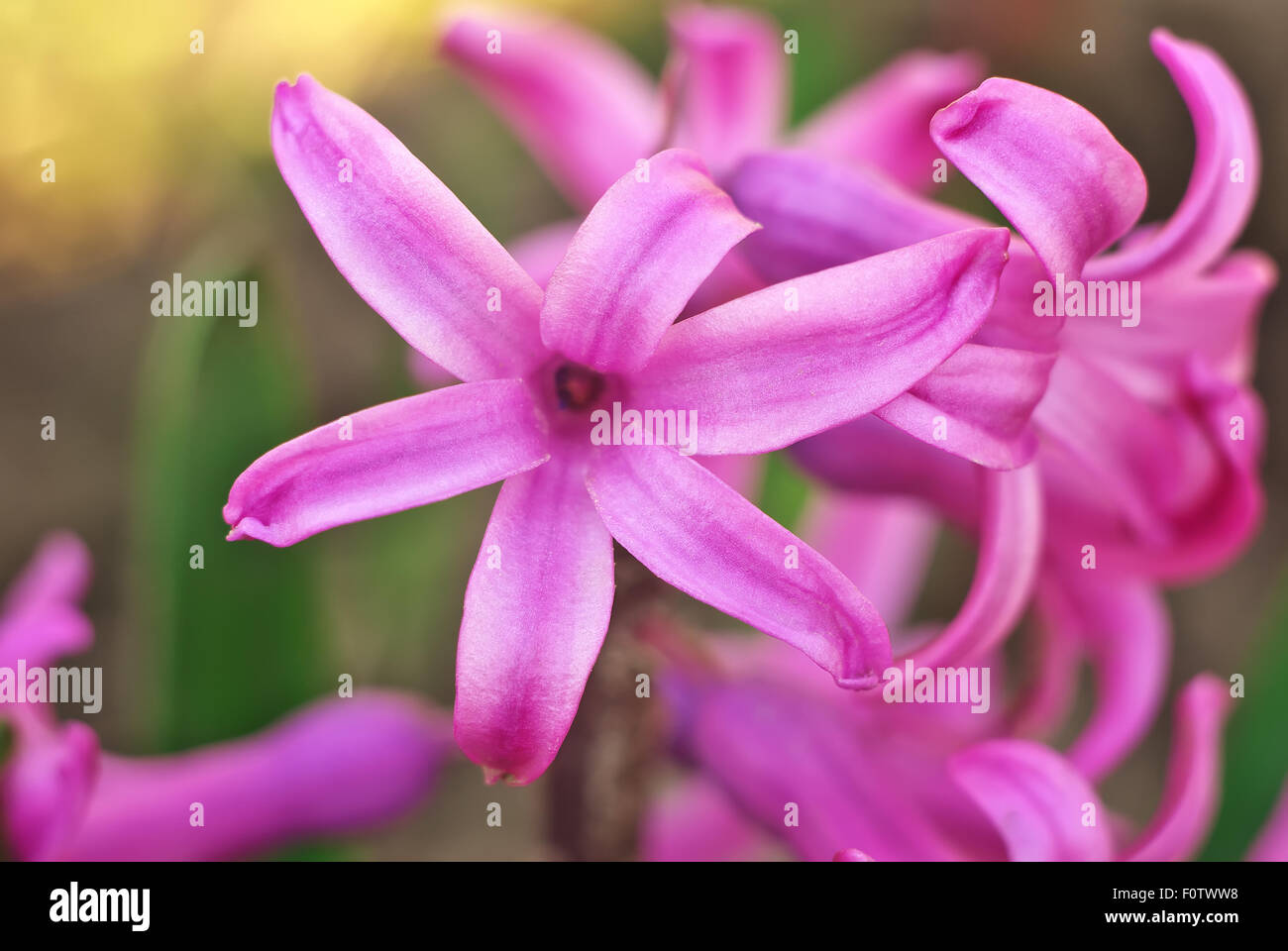 Pink hyacinth close up. Flowering. Spring mood Stock Photo - Alamy