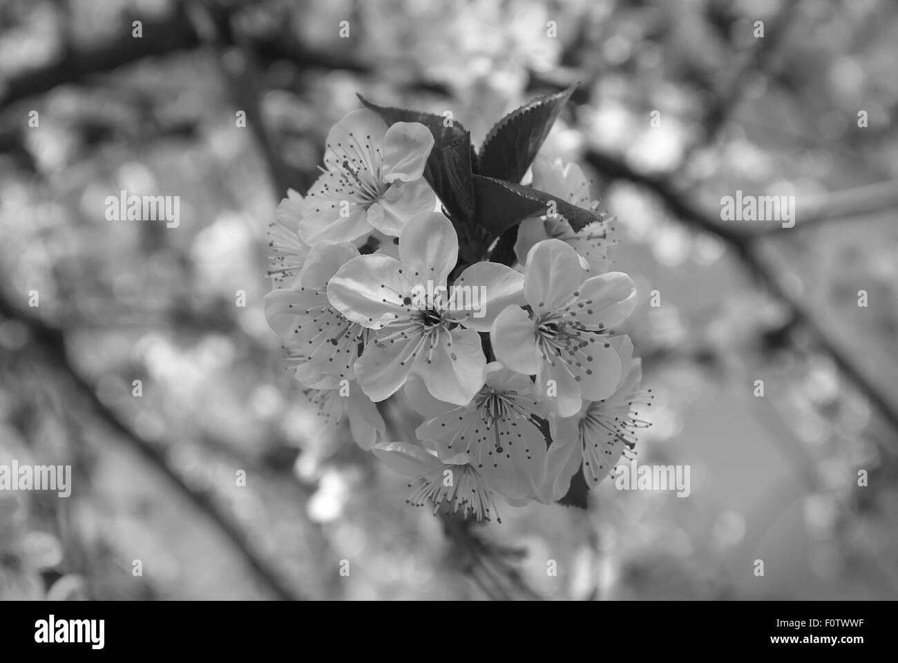 Japan cherry blossoms Black and White Stock Photos & Images - Alamy