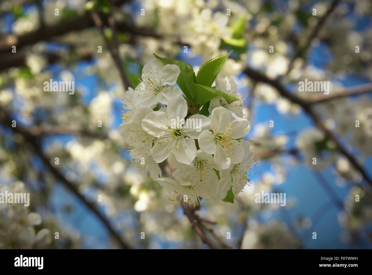 Spring flower hi-res stock photography and images - Alamy