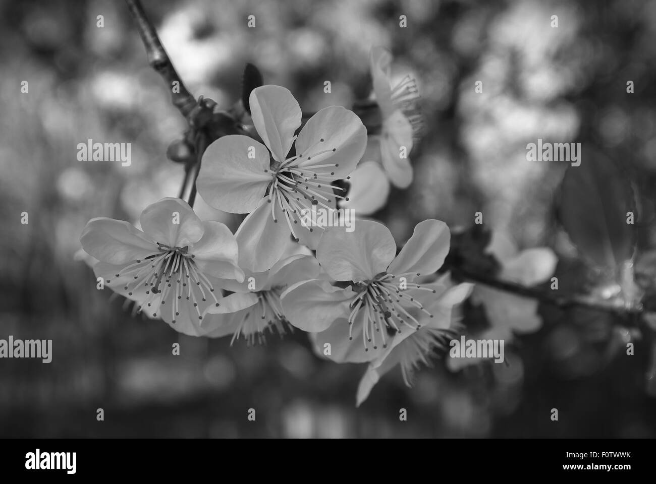 Sun and cherry blossoms Black and White Stock Photos & Images - Alamy