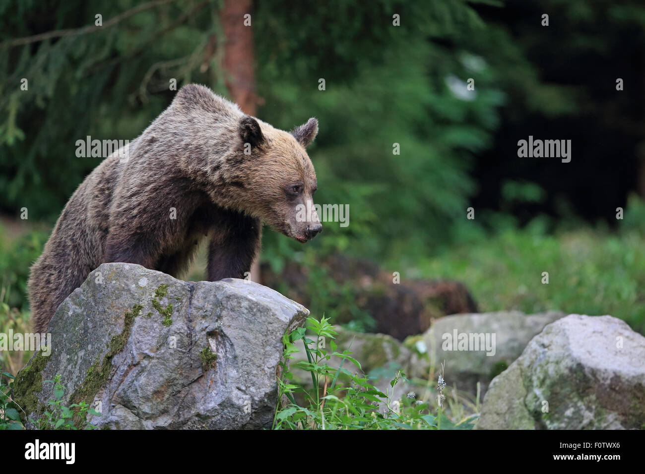 Transylvania brown bear hi-res stock photography and images - Alamy