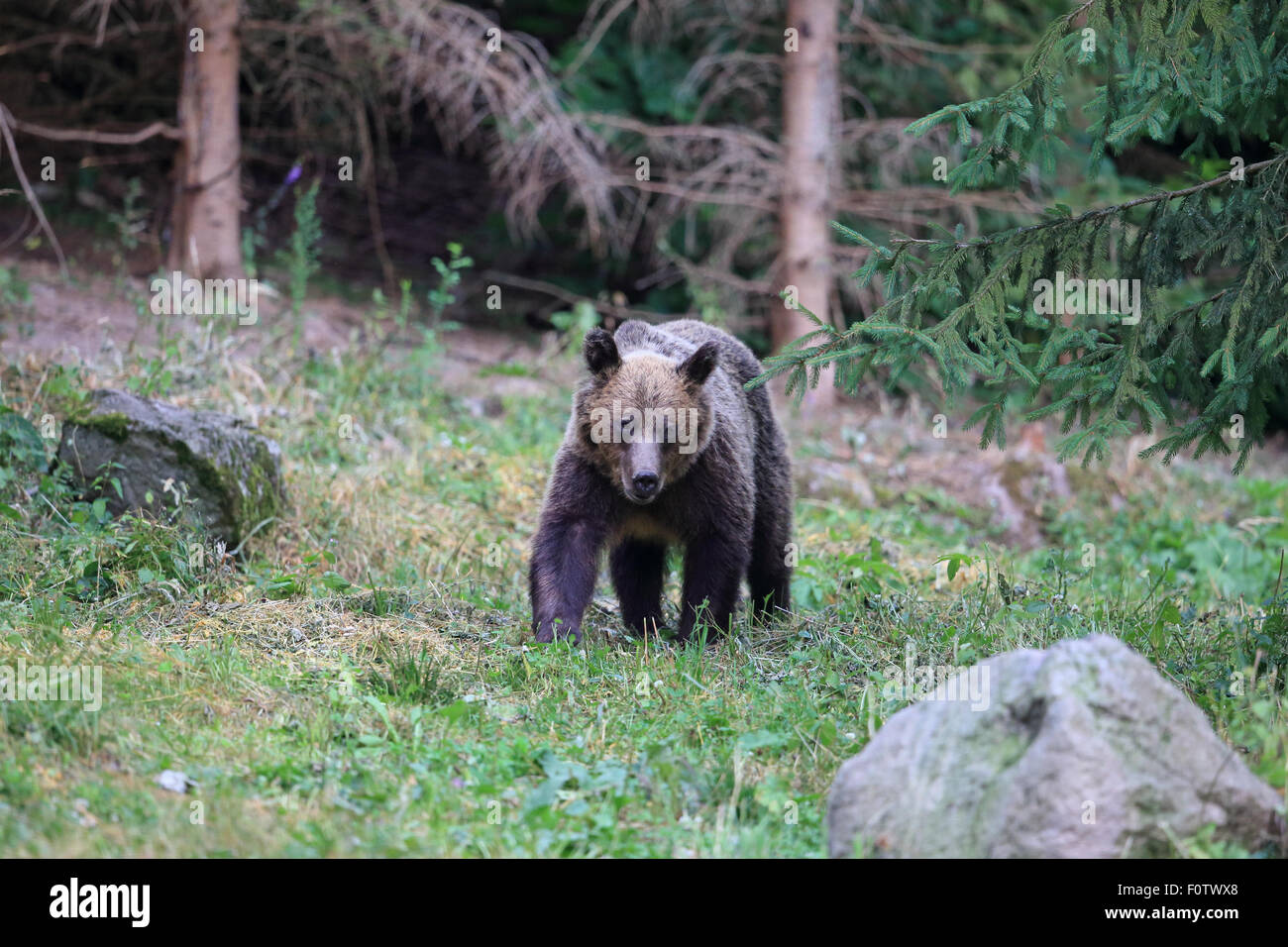 Transylvania bears hi-res stock photography and images - Alamy