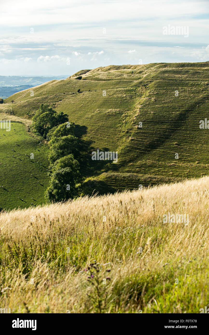 A view of Eggardon Hill Fort, Dorset. Eggerdon is an Iron Age Hill fort ...