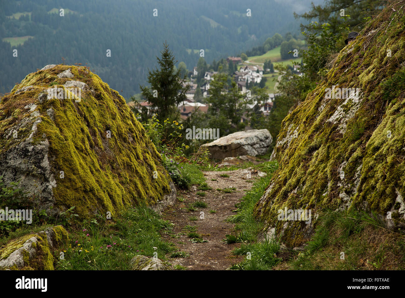 moss covered Alpine track in falera in Swiss Alps Stock Photo - Alamy
