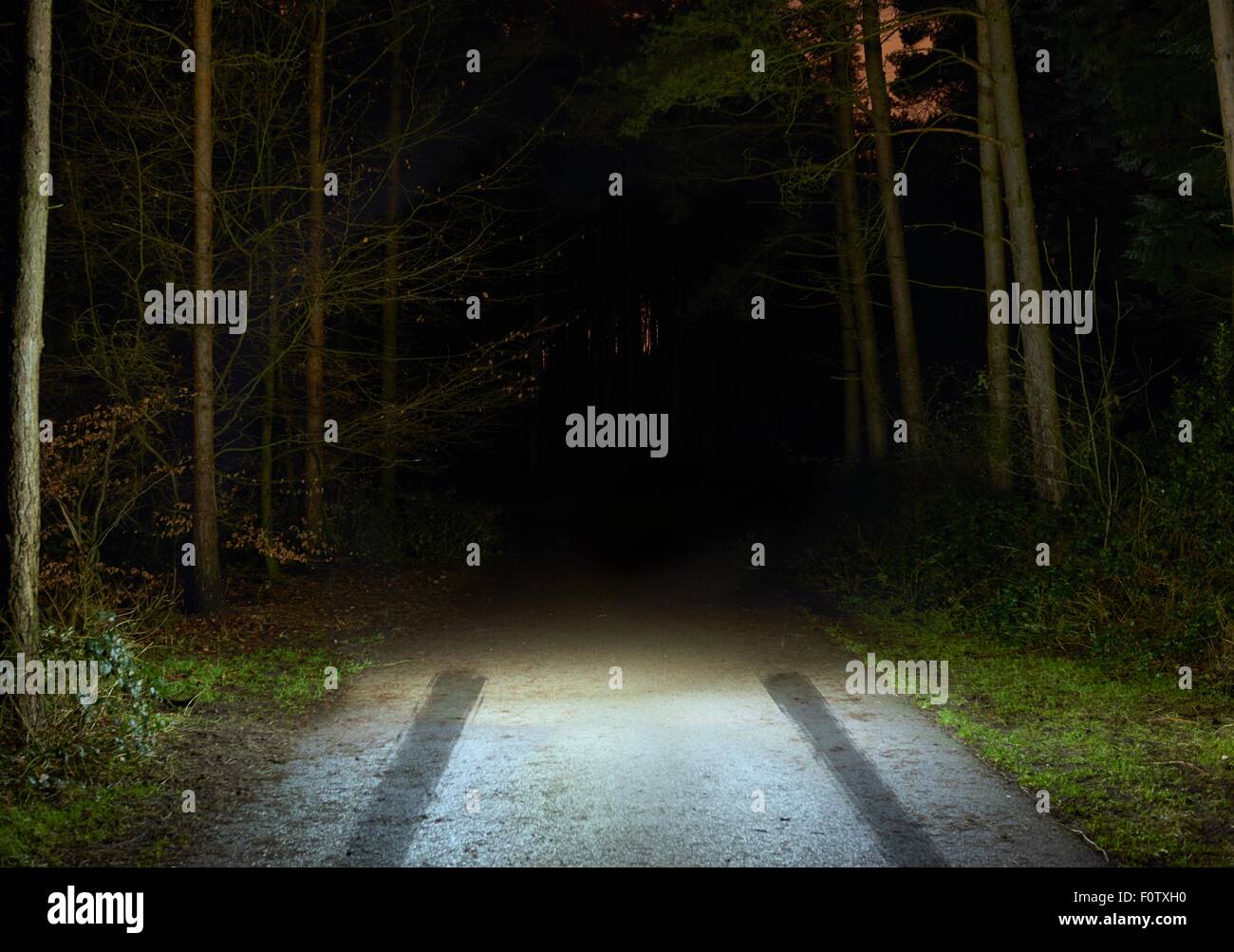 Road Through Woods At Night