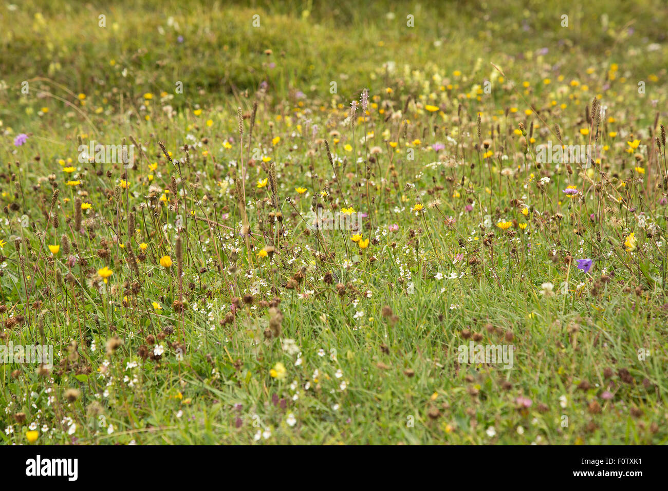 Swiss wild flowers hi-res stock photography and images - Alamy