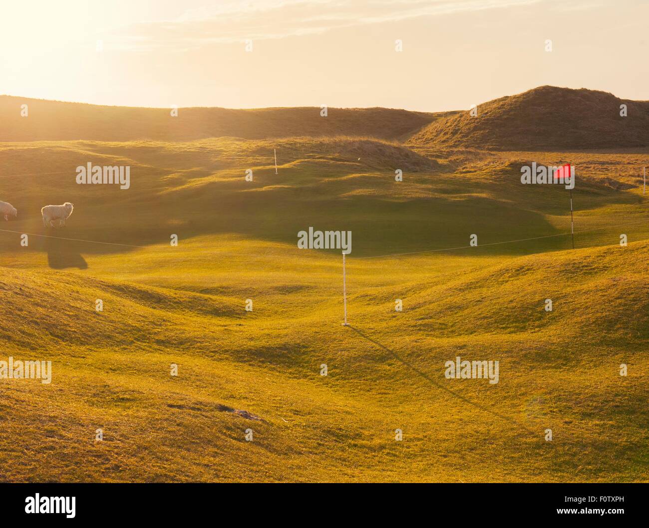 Scottish golf course animals hi-res stock photography and images - Alamy