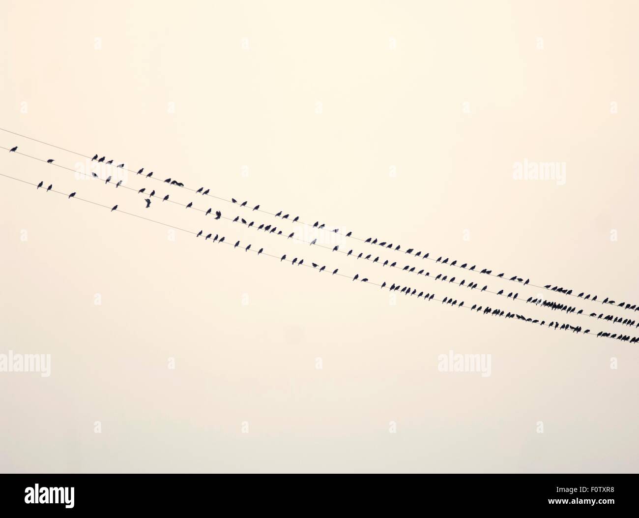 Rows of birds gathering on telephone wires Stock Photo - Alamy