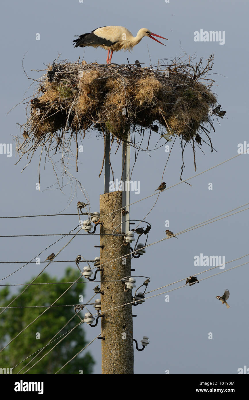 White stork (Ciconia ciconia) with nest on telegraph pole with Spanish ...