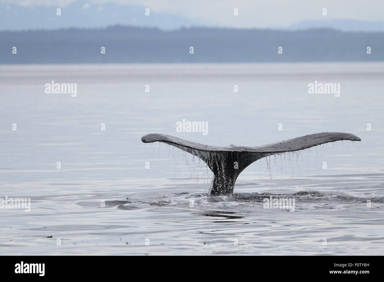 Humpback Whale tail flukes off the coast of Southeast Alaska Stock ...