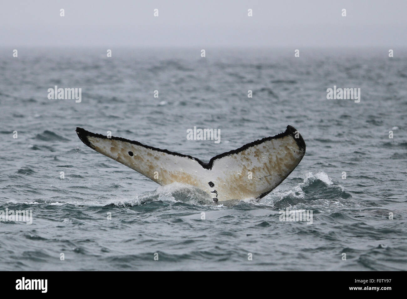 Humpback Whale tail flukes off the coast of Southeast Alaska Stock ...