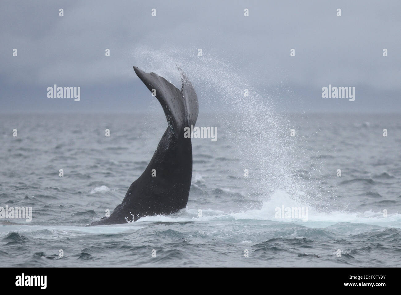 Humpback Whale lobtailing off South East Alaska Stock Photo - Alamy