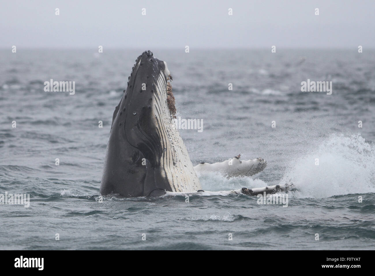 Humpback Whale Spyhopping