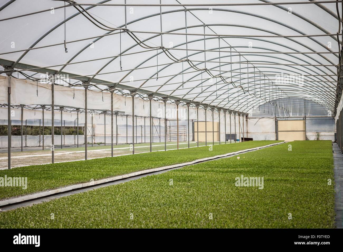 Polytunnel with plants growing Stock Photo - Alamy