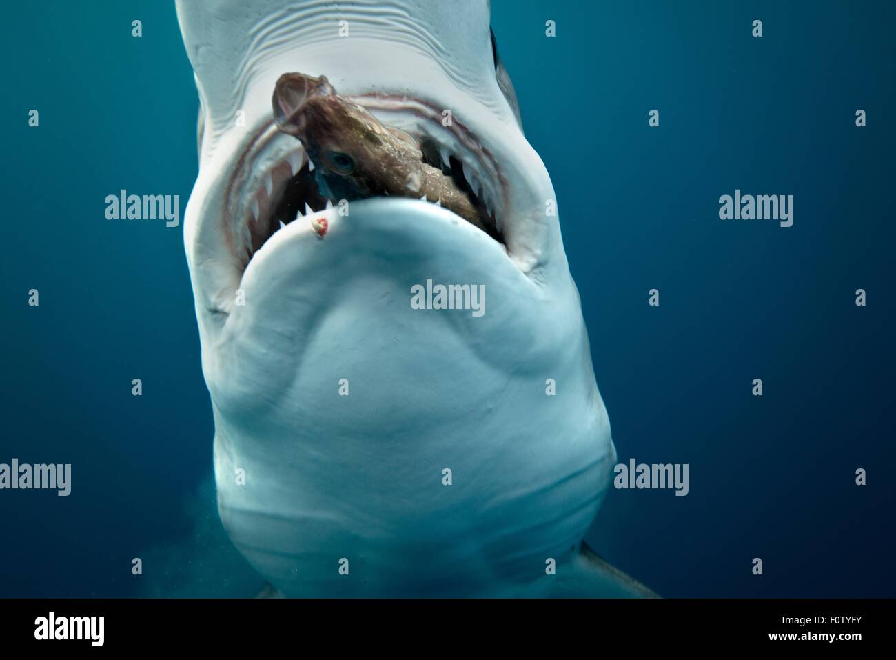 Blue shark hi-res stock photography and images - Alamy