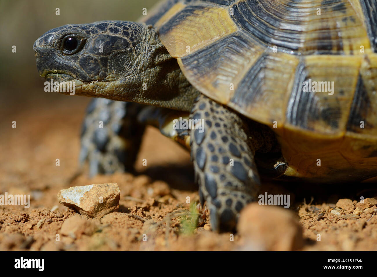 Spur-thighed tortoise (Testudo graeca) Eastern Rhodope Mountains ...